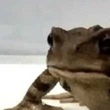 Image of the Day: Beetle Escapes Toad’s Stomach | The Scientist