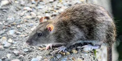 CDC Identifies Seoul Virus Outbreak Among Pet Rat Owners | The Scientist