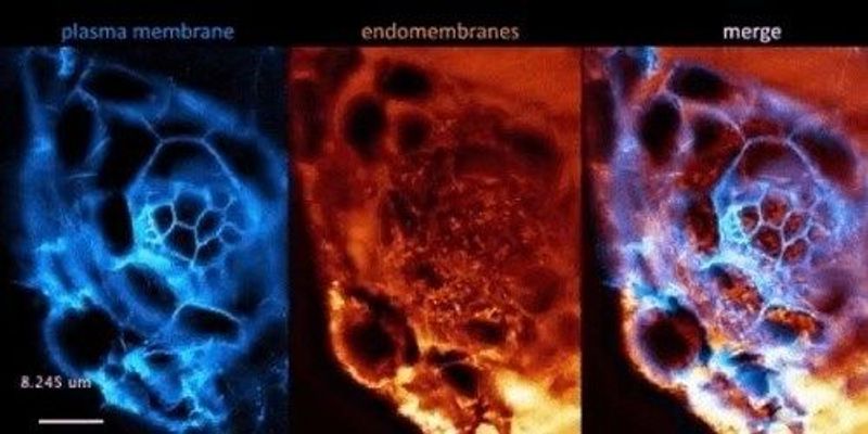 Image of the Day: Cell Division | The Scientist