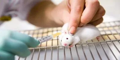 Locally-Injected Immunotherapy Eradicates Tumors in Mice | The Scientist