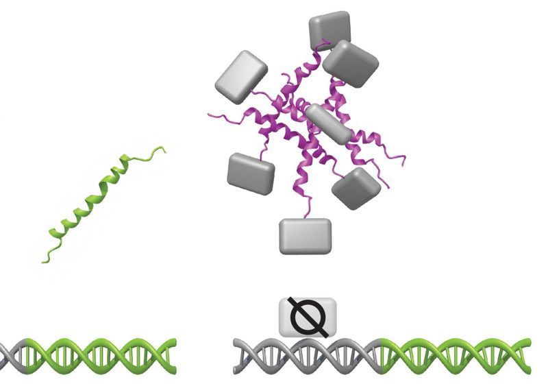 Infographic: A Prion Assay | The Scientist
