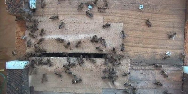 Bees Under Attack | The Scientist