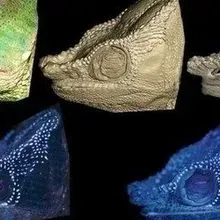 Image of the Day: Glowing Chameleon | The Scientist