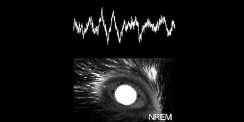Image of the Day: Mouse Pupil | The Scientist