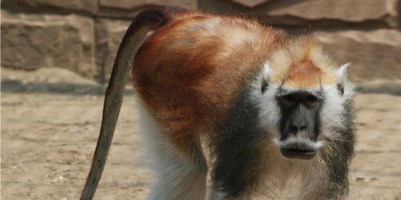 Image of the Day: Mustachioed Monkey | The Scientist