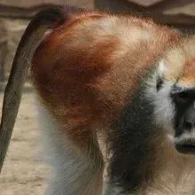 Image of the Day: Mustachioed Monkey | The Scientist