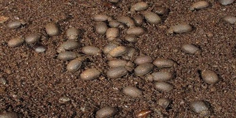 Image of the Day: An Actual “Shithole” | The Scientist