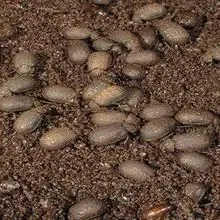 Beetles | The Scientist