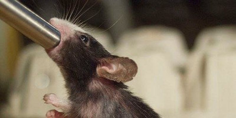 Alcohol Damages Mouse DNA | The Scientist