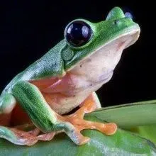 Frogs | The Scientist