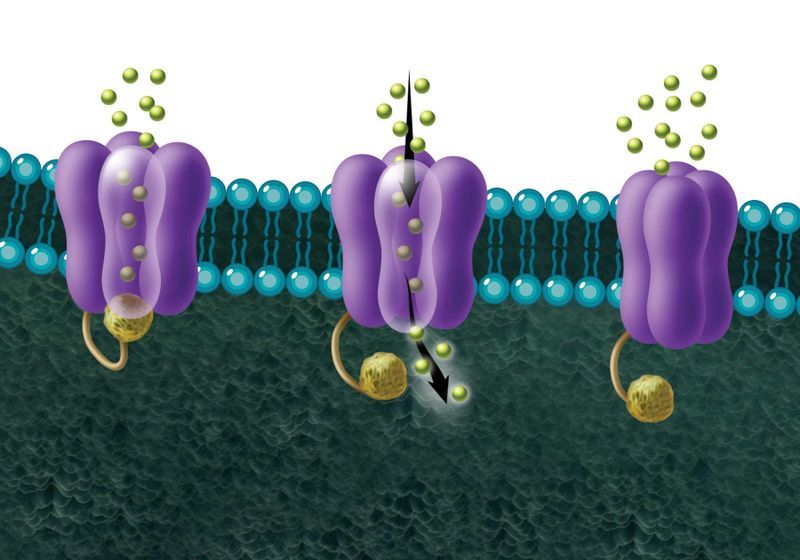 Infographic: A Painful Pathway | The Scientist