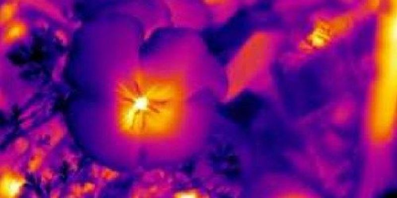 Image of the Day: What Does a Bee See? | The Scientist