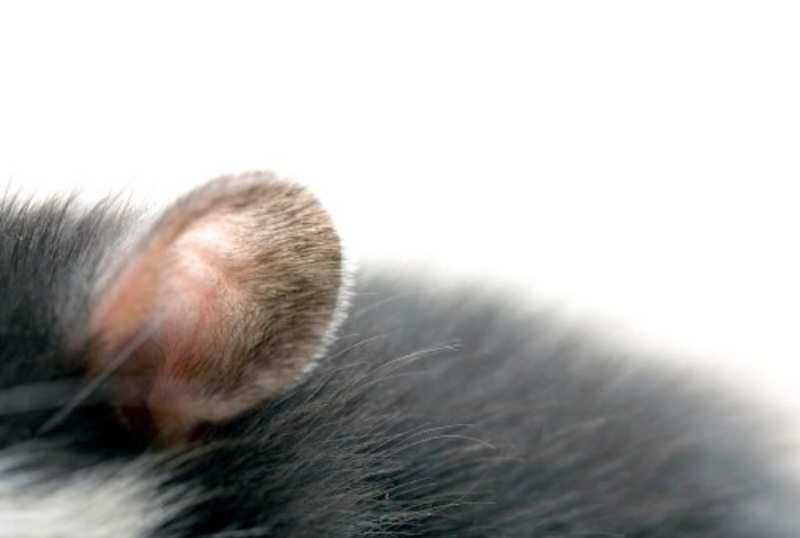 CRISPR Helps Mice Hear | The Scientist