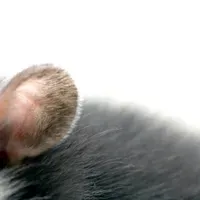 CRISPR Helps Mice Hear | The Scientist