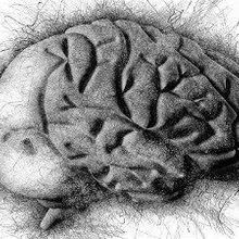 Thousands of Mutations Accumulate in the Human Brain Over a Lifetime ...