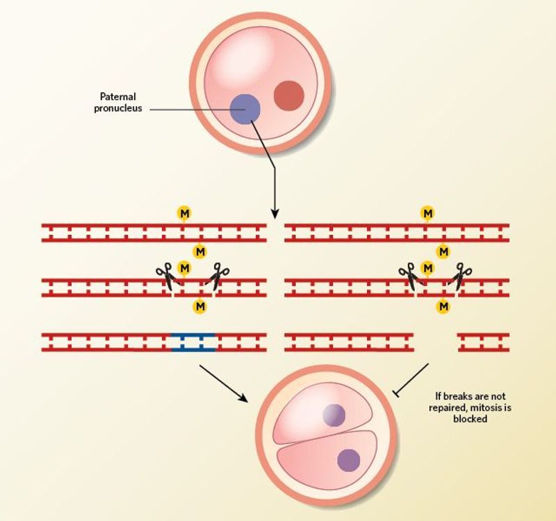 Infographic: How Embryos Take Control of Their Own Development | The ...