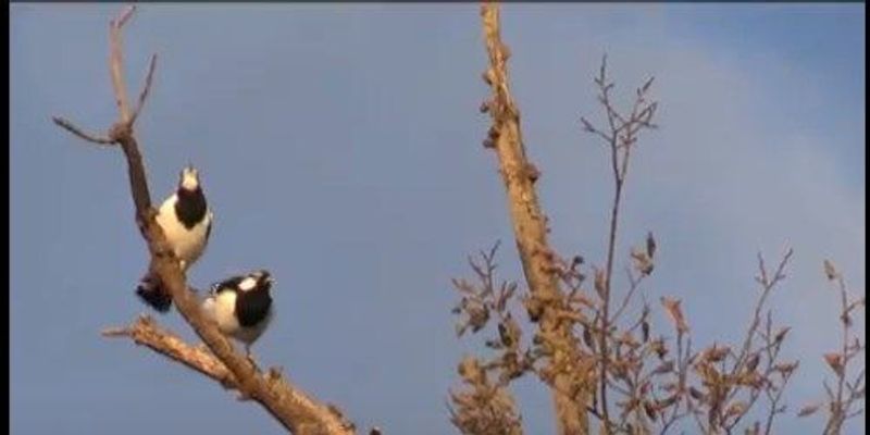 Australian Magpie-Lark Duet | The Scientist