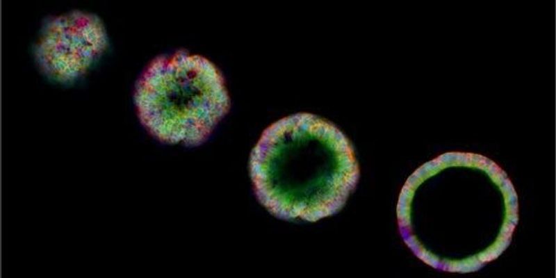 Partial Reprogramming Offers A Way To Generate High Volumes Of Progenitor Like Cells The Scientist