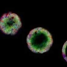 Partial Reprogramming Offers a Way to Generate High Volumes of ...