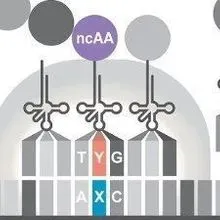 Six-Letter DNA Alphabet Produces Proteins in Cells | The Scientist