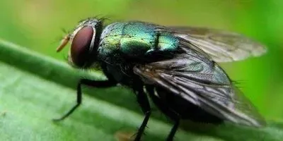 Flies’ Feet Can Spread Bacteria | The Scientist