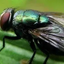 Flies’ Feet Can Spread Bacteria | The Scientist