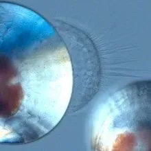 Ocean Acidification | The Scientist