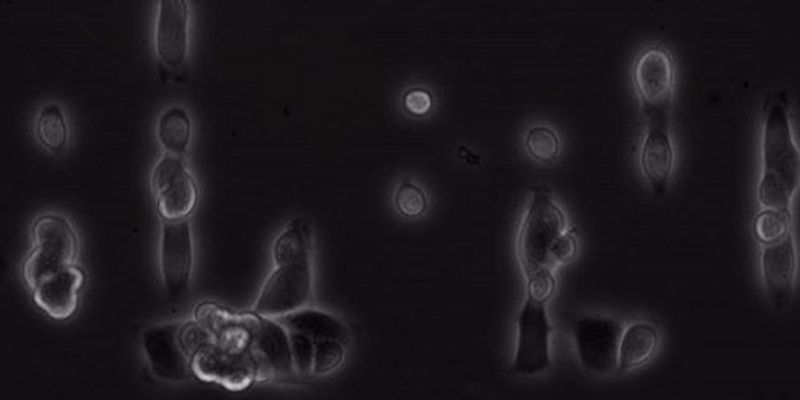 Image of the Day: Cell Dance | The Scientist