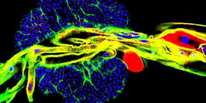 Image of the Day: Blood Factory | The Scientist