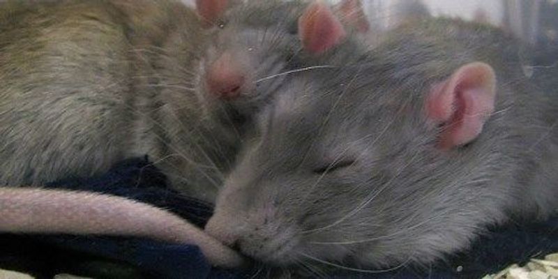 Growth-Promoting Protein Linked to REM Sleep in Rats | The Scientist