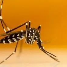 Wolbachia-Laced Mosquitoes to Be Released for Population Control | The ...