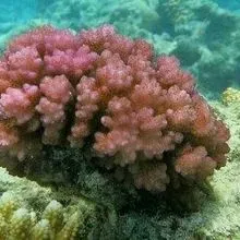 Ocean Acidification | The Scientist