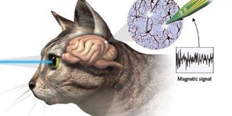 Infographic: Reading the Mind’s Magnetism | The Scientist