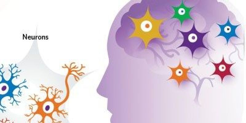 Infographic: Understanding Our Diverse Brain | The Scientist