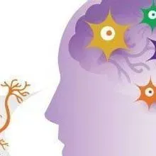 Infographic: Understanding Our Diverse Brain | The Scientist