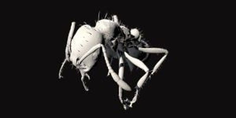 Check Out This 3-D Interactive Fire Ant Model | The Scientist