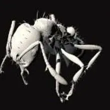 Check Out This 3-D Interactive Fire Ant Model | The Scientist