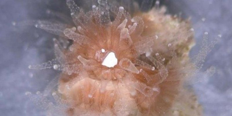 Image of the Day: Plastic Feast | The Scientist