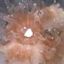 Image of the Day: Plastic Feast | The Scientist
