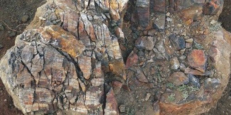 The Weird Growth Strategy of Earth’s First Trees | The Scientist