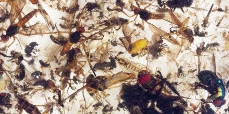 Germany Sees Drastic Decrease in Insects | The Scientist