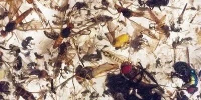 Germany Sees Drastic Decrease in Insects | The Scientist