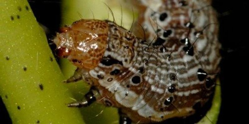 Insects Are Increasingly Evolving Resistance to Genetically Modified ...