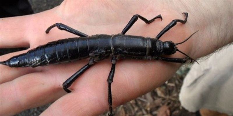 Gigantic “Tree Lobsters” Not Extinct After All | The Scientist
