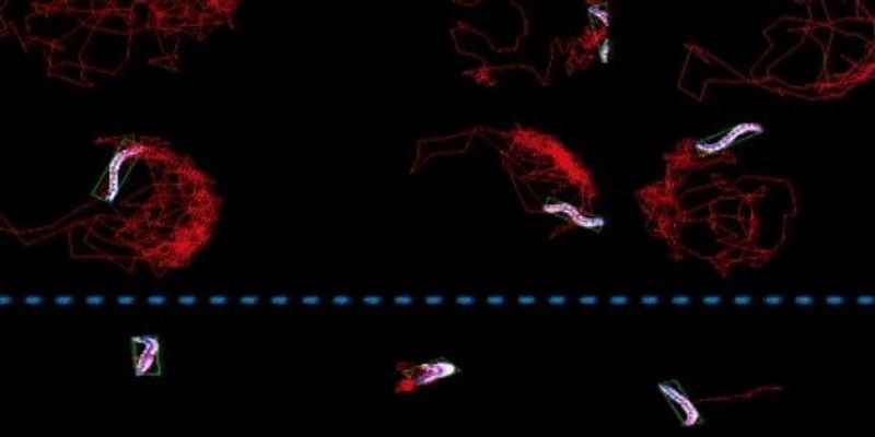 Image of the Day: Better Together | The Scientist