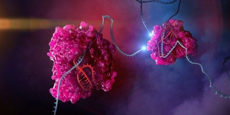 CRISPR System Targets RNA in Mammalian Cells | The Scientist