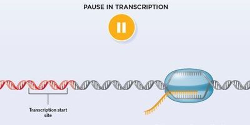 Infographic: Polymerase Pausing Halts Transcription | The Scientist