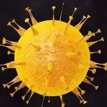 A Single Mutation in Zika Led to Devastating Effects | The Scientist