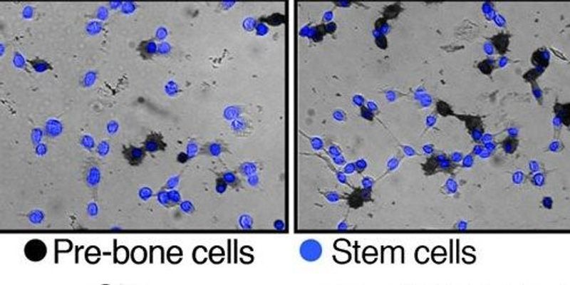 Water Level in a Cell Can Determine Its Fate | The Scientist