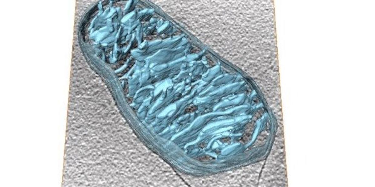 Mitochondria In Animal Cell Color